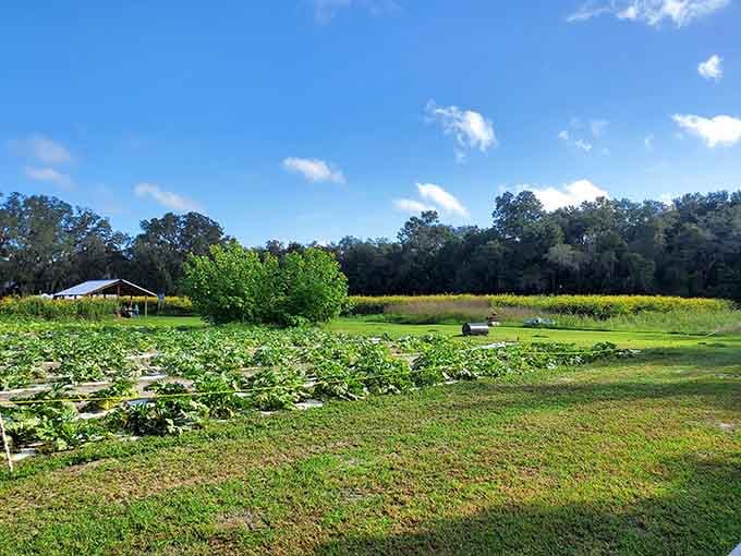 Sweetfields Farm spreads green and peaceful, where vegetables grow and city stress goes to die happy.