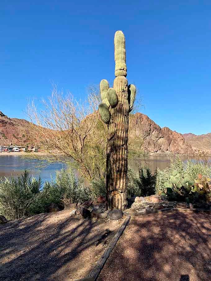 This majestic saguaro standing sentinel over the river reminds you that Arizona's desert beauty comes in many unexpected forms.