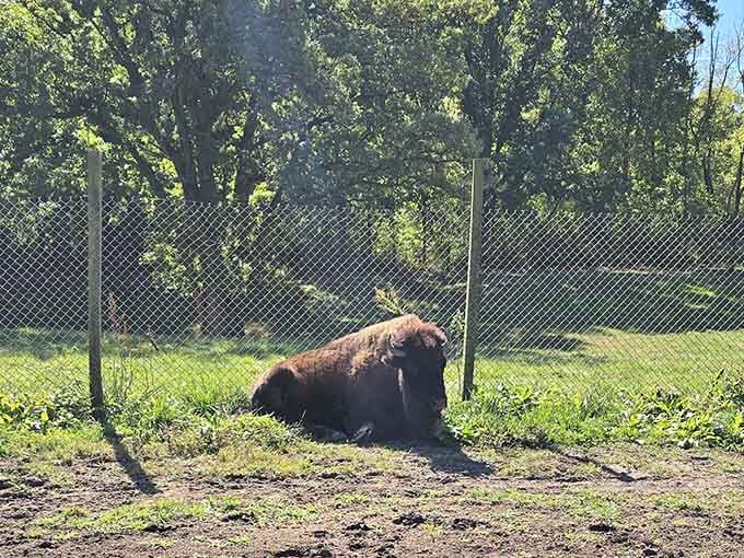 An actual American bison lounging in the grass, because apparently this park decided ordinary wasn't good enough.
