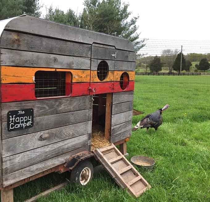 Meet the farm's feathered resident emerging from "The Happy Camper" coop, living its best free-range life in style.