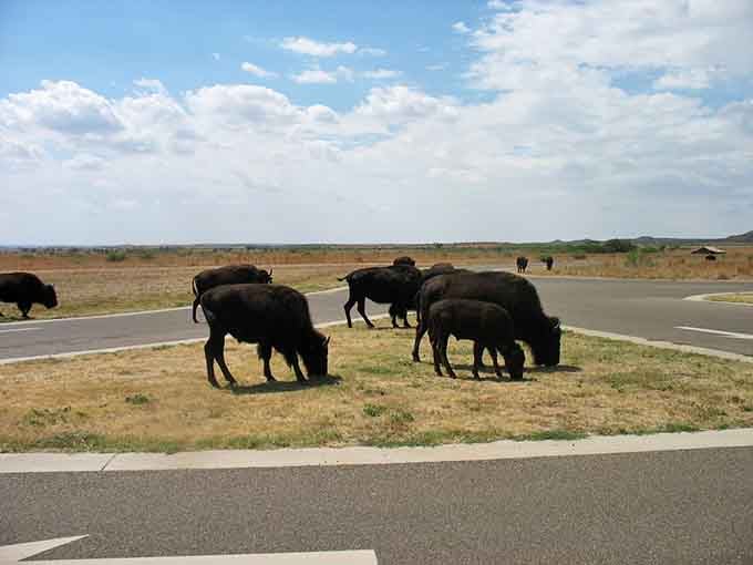 Bison casually crossing the road like they're commuting to work, except their commute involves significantly less traffic rage.