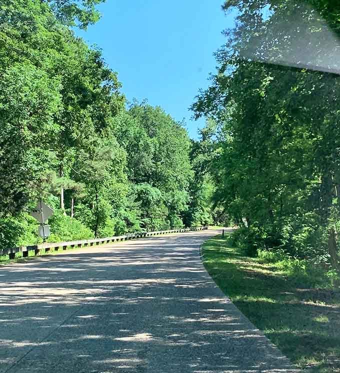 A road that curves like it's got all day, because rushing through beauty should be illegal.