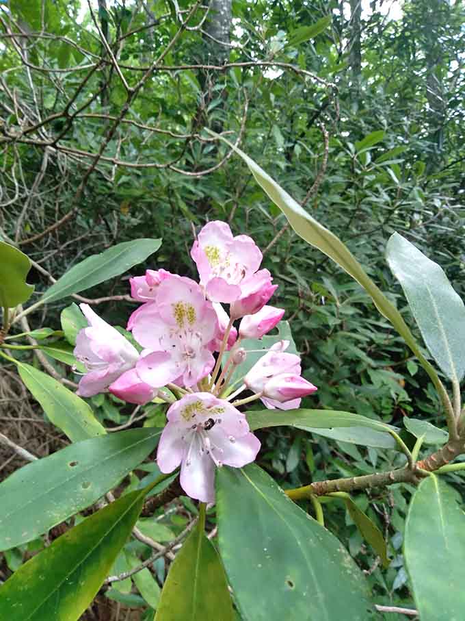 This flower bursts with pink hues that rival the colors of a sunset.