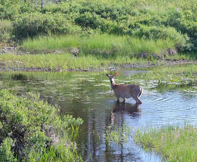 Local wildlife casually wading through the shallows, completely unbothered by your presence or your camera clicks.