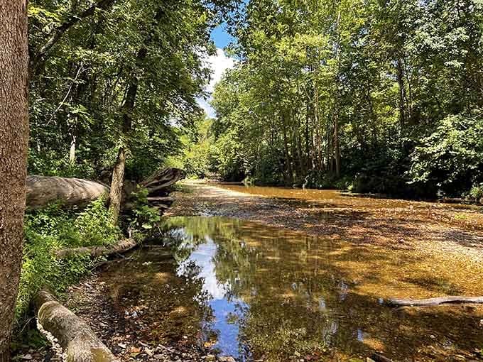 Big Sugar Creek in its copper-tinted glory, moving at exactly the pace your blood pressure wishes it could.