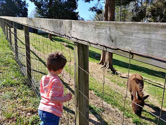 Making friends with the locals is half the fun, and this fuzzy resident is clearly a professional greeter.