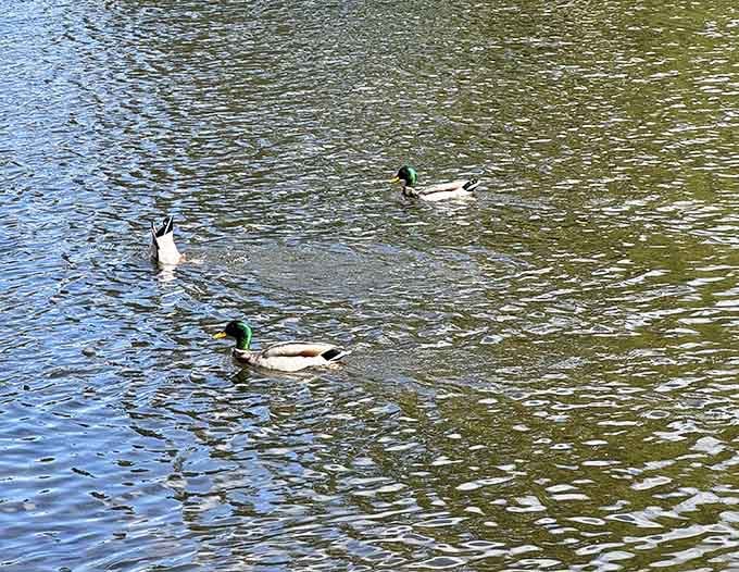 Local ducks patrol these waters like they own the place, which, let's be honest, they basically do.