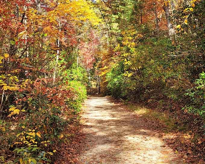 Sunlight filters through the canopy onto this peaceful path, inviting you forward like nature's own welcome mat unfurling.