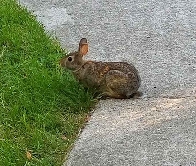 The local wildlife here is so relaxed, they'll pose for photos like they're auditioning for a nature documentary about Minnesota living.