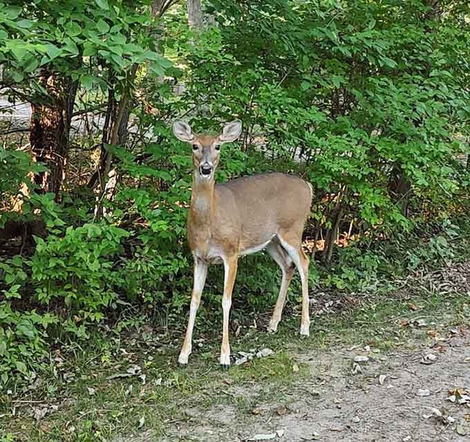 Hold on a second—this gentle visitor looks like it wandered straight out of a Sunday morning nature show.