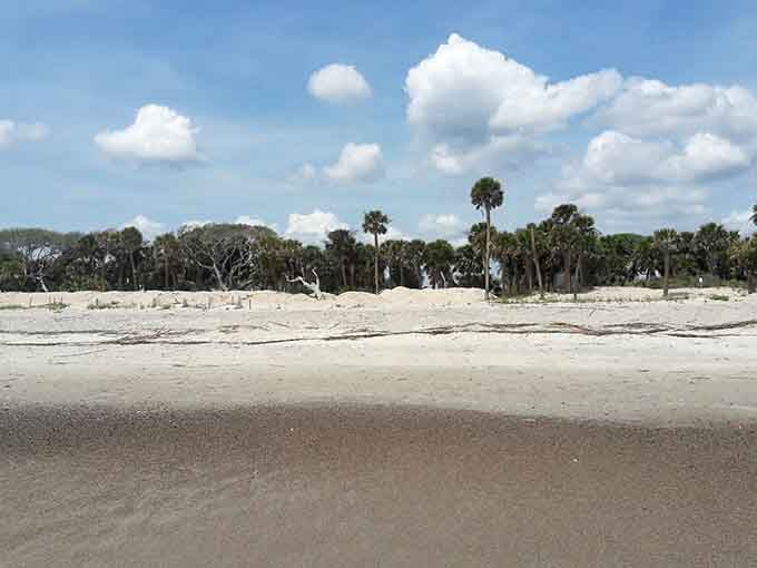 Palmetto trees standing tall against endless sky, proving South Carolina knows how to frame a perfect beach day.