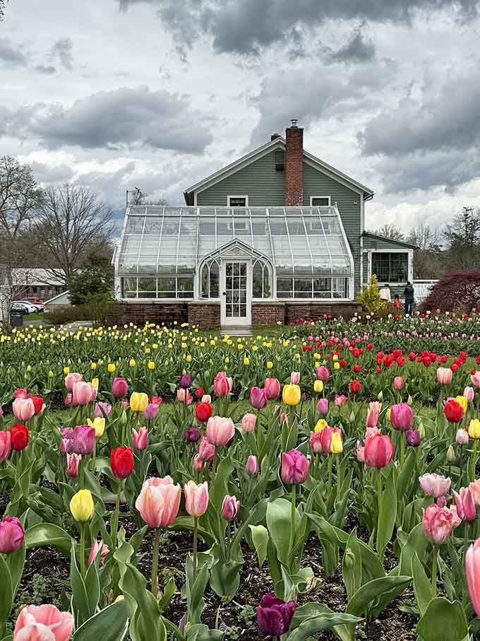 Tulips in every color surrounding the greenhouse like a rainbow decided to settle down permanently.