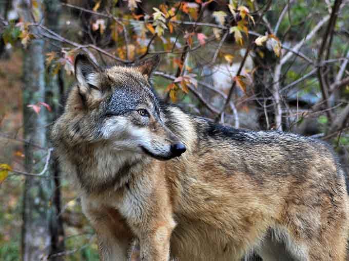 This wolf's expression says "majestic wilderness predator," but those eyes say "I know where you hid the snacks."