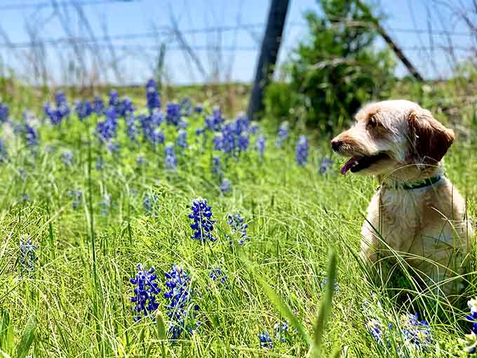 This pup knows what's up: the best Instagram photos require flowers, good lighting, and impeccable timing.
