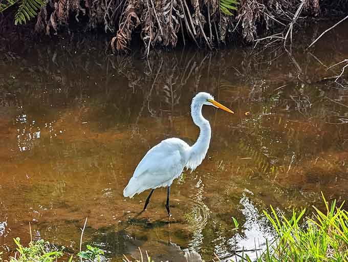 This great egret fishing in tannin-stained waters embodies the patient, timeless rhythm of the swamp's daily life.