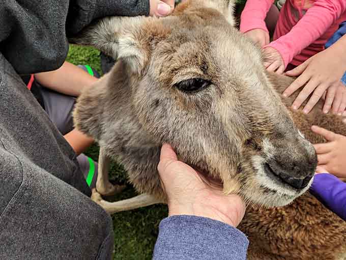 When multiple hands reach out to pet the same wallaby, you know you've found something truly special and shareable.