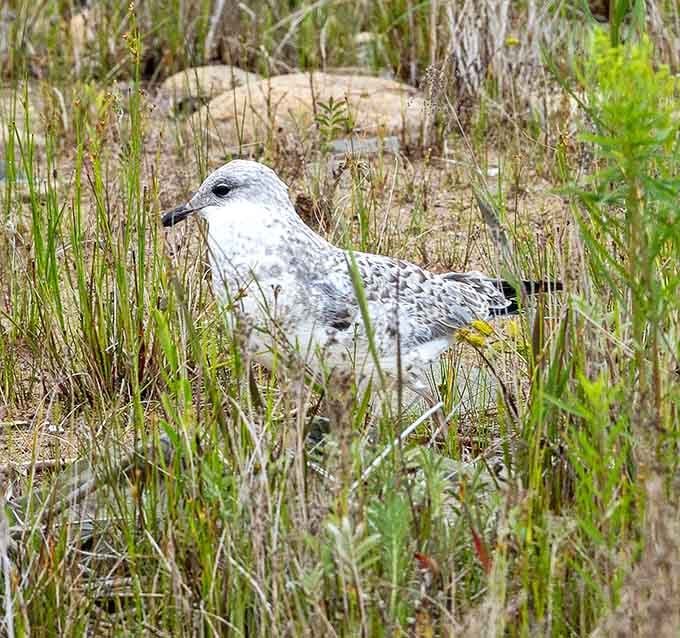 Even the local seagulls seem more relaxed here, probably because there's no boardwalk fries to fight over.