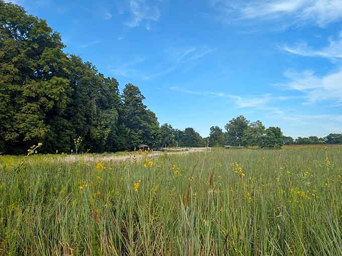 Prairie grasses sway beneath endless blue skies in this scene that captures the essence of heartland summer beauty perfectly.