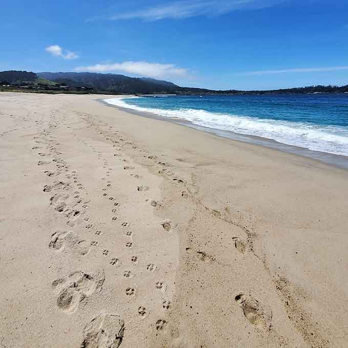 Footprints and paw prints sharing the sand, proof that paradise welcomes both two-legged and four-legged explorers.