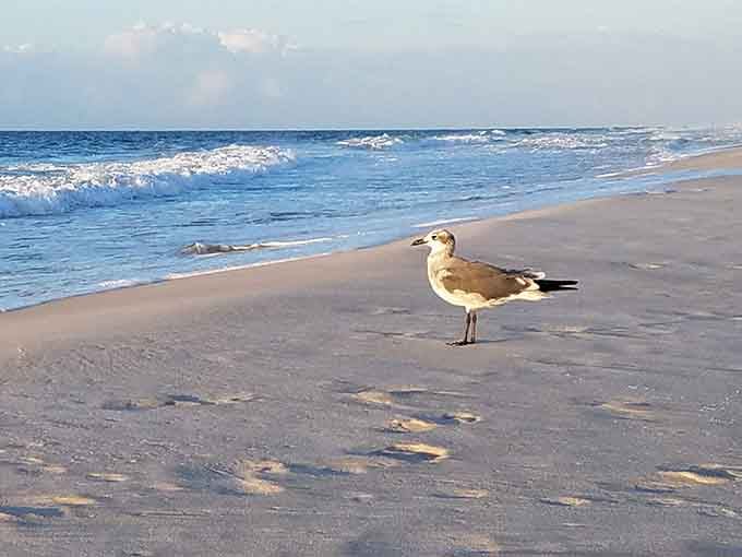 This beach resident poses like a professional model, probably hoping you brought snacks to share.