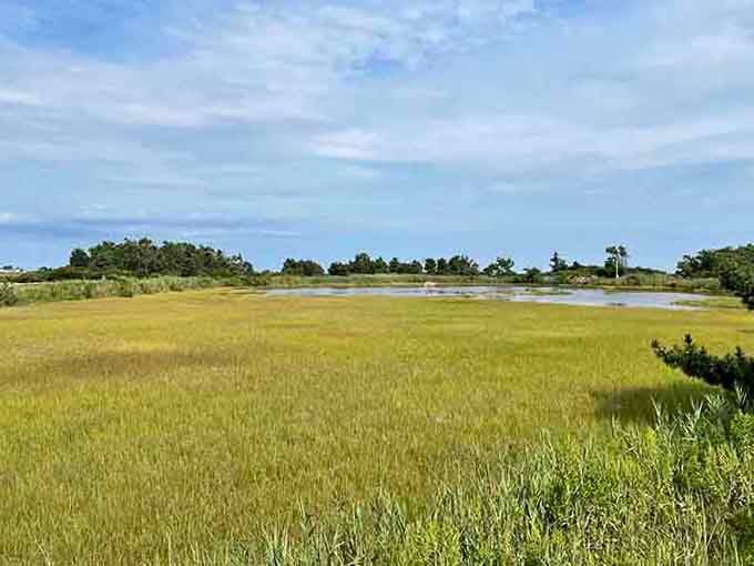 The salt marsh in autumn looks like someone spilled liquid gold across the landscape and nobody bothered cleaning up.