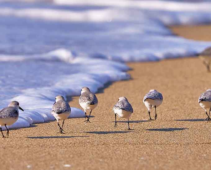 These little shorebirds march along the sand like they own the place, and honestly, they kind of do.