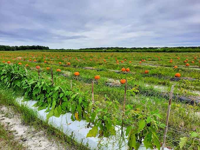 Pumpkins growing in neat rows, waiting to become your front porch decorations or questionable pie attempts.