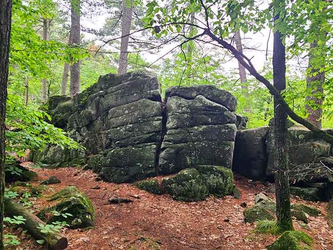 Moss-covered boulders create a forest floor straight out of a Tolkien novel, minus the hobbits but equally enchanting.