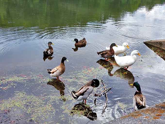 The local duck committee holds daily meetings here, discussing important waterfowl business and accepting bread donations.