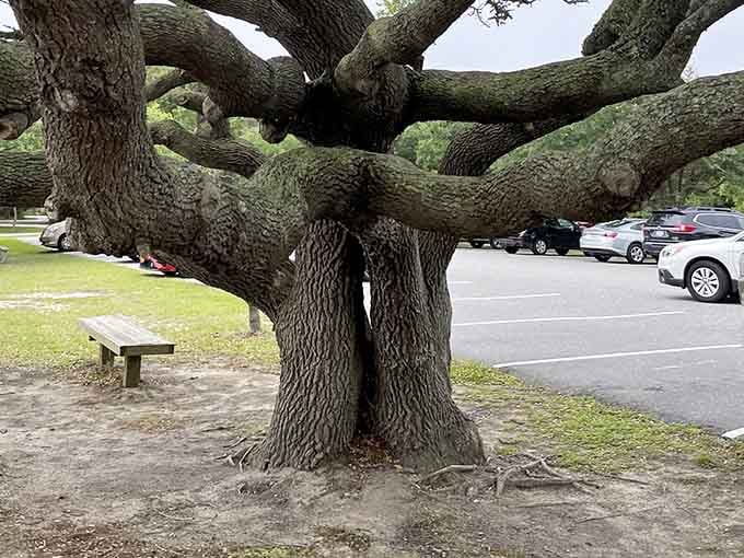 Even the parking lot has character, featuring gnarled live oaks that've seen more coastal storms than a weather channel marathon.