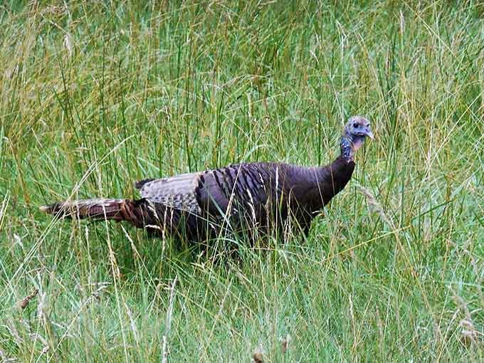 The local turkeys strut around like they're auditioning for a Thanksgiving special every single day.