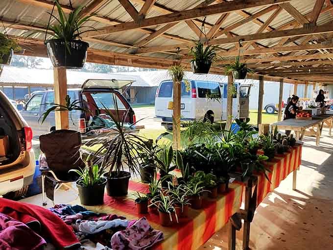 Potted plants bring life to any space, and these green beauties are ready for adoption today.