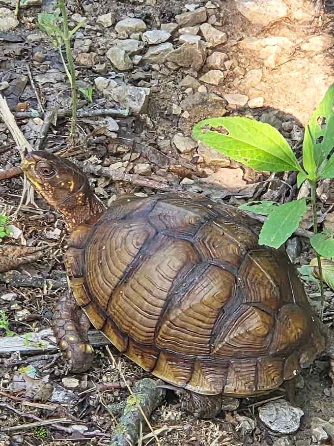 Box turtles amble across paths like they own the place, because honestly, they kind of do.