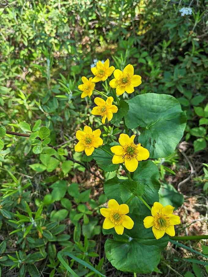 These cheerful yellow marsh marigolds prove that even wetlands know how to throw a spring party.