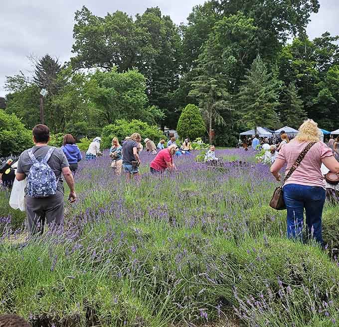 Nothing says summer quite like folks happily snipping their own lavender bouquets under blue skies.