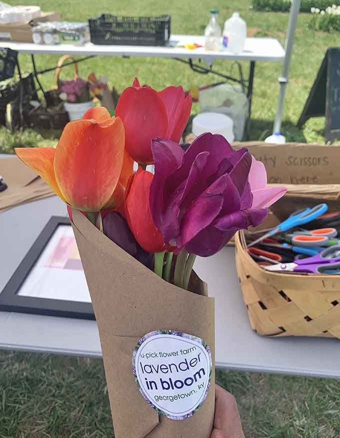 Fresh-cut tulips wrapped up like the world's prettiest burrito, ready to brighten someone's kitchen table immediately.