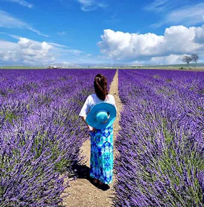 Walking between purple blooms feels like stepping into your grandmother's favorite impressionist painting come to life.