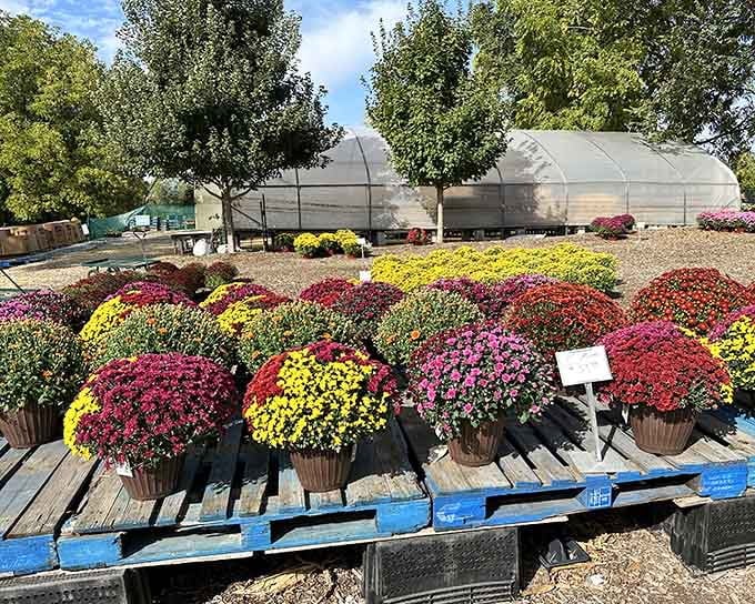 Barrel displays overflowing with autumn mums arranged like nature's own color wheel, organized better than most people's closets.