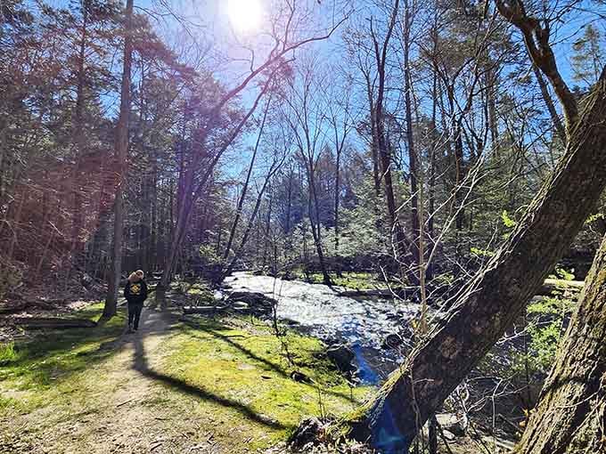 Sunshine streaming through bare branches proves winter has its own kind of magic worth experiencing.
