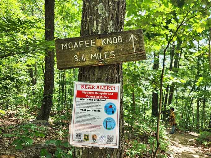 Trail markers keep you on track, though the bear alert reminds you this is their home too.