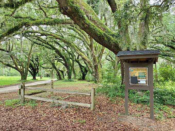 Ancient oaks draped in Spanish moss create cathedral-like canopies that put any man-made structure to shame.