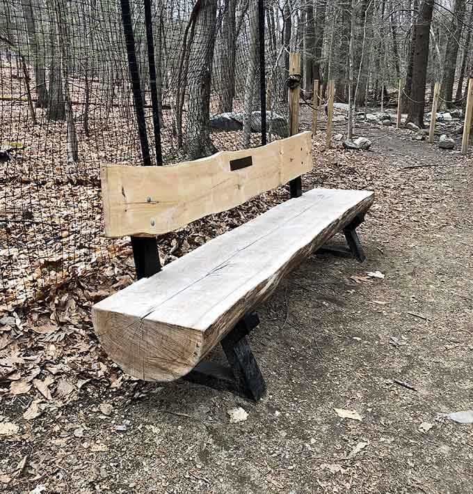 Even the benches here look like they're carved from the forest itself, inviting you to sit and contemplate absolutely nothing.