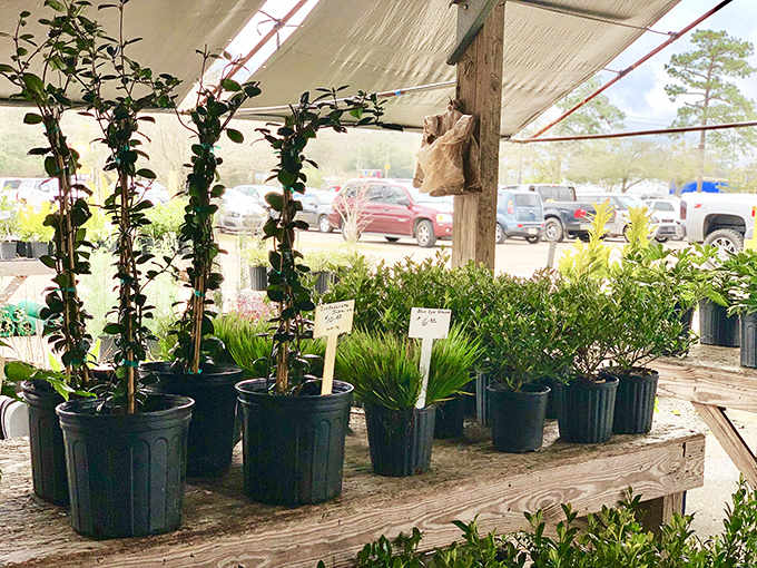 Fresh plants and greenery bring life to your home without requiring a second mortgage or a degree in horticulture.