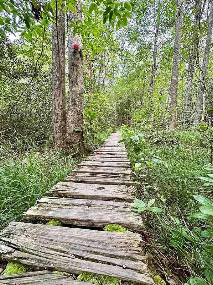 Wooden boardwalks guide you through the lush sections, because even Mother Nature appreciates a little infrastructure now and then.