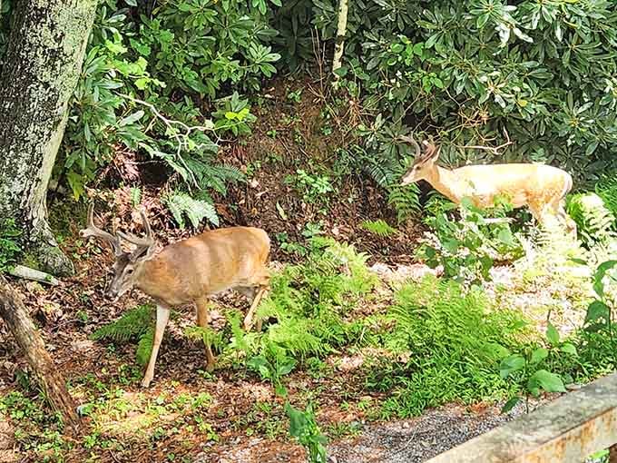 Local deer treat the grounds like their personal country club, membership apparently included with birth.