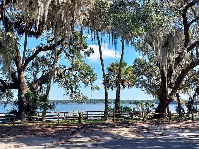 Spanish moss drapes the oaks at Trimble Park like nature's own decorating committee went wild.