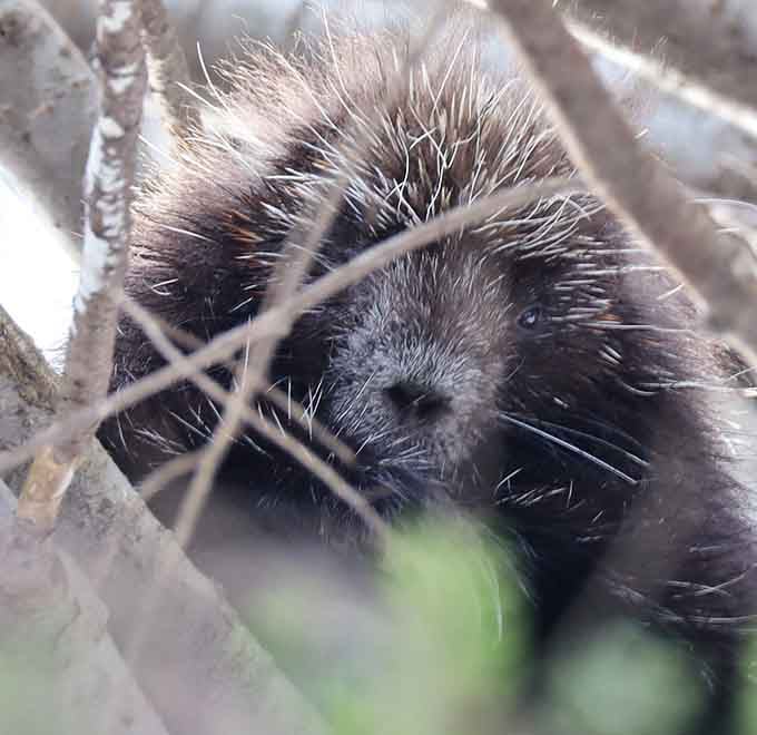 A porcupine peers through branches, reminding you that you're definitely in their neighborhood now.