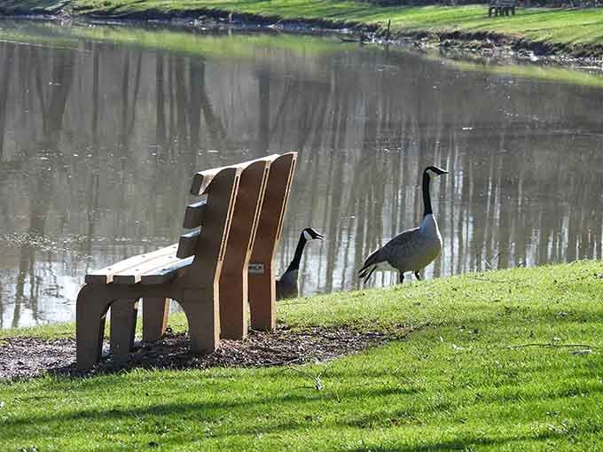 Even the local geese know this is prime real estate. They've got excellent taste in lakefront property.