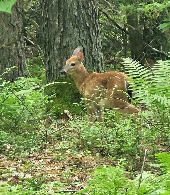 A young deer pauses in the ferns, completely unbothered by your presence and infinitely more photogenic than expected.