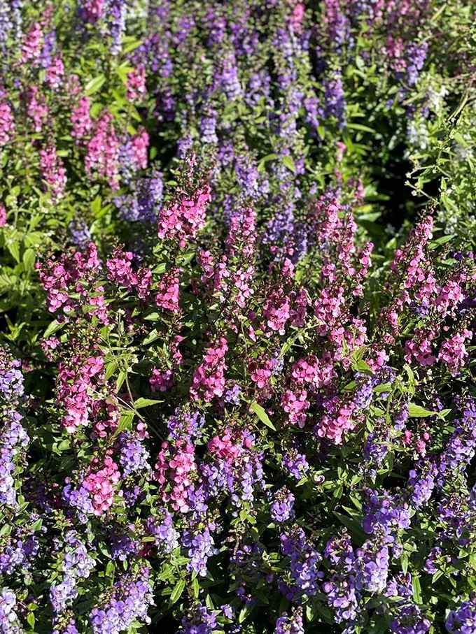 Pink and purple snapdragons create a carpet so vibrant, you'll wonder if it's even real.
